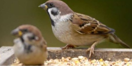 Impact of Chinese Four Pests Campaign and Importance of Ecosystem ...